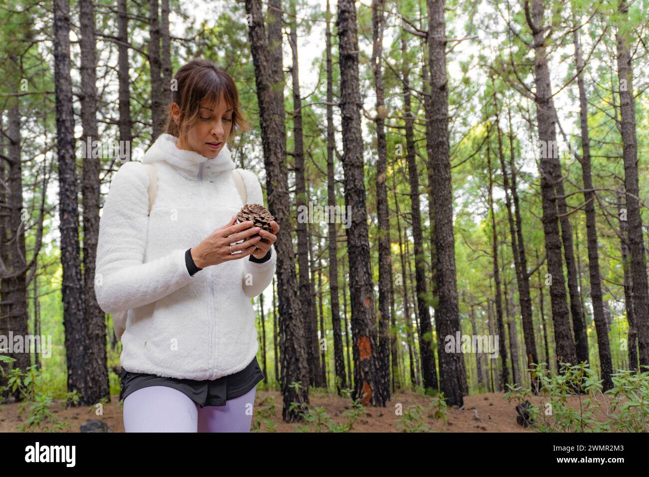 Woman examining pine trees hi-res stock photography and images - Alamy