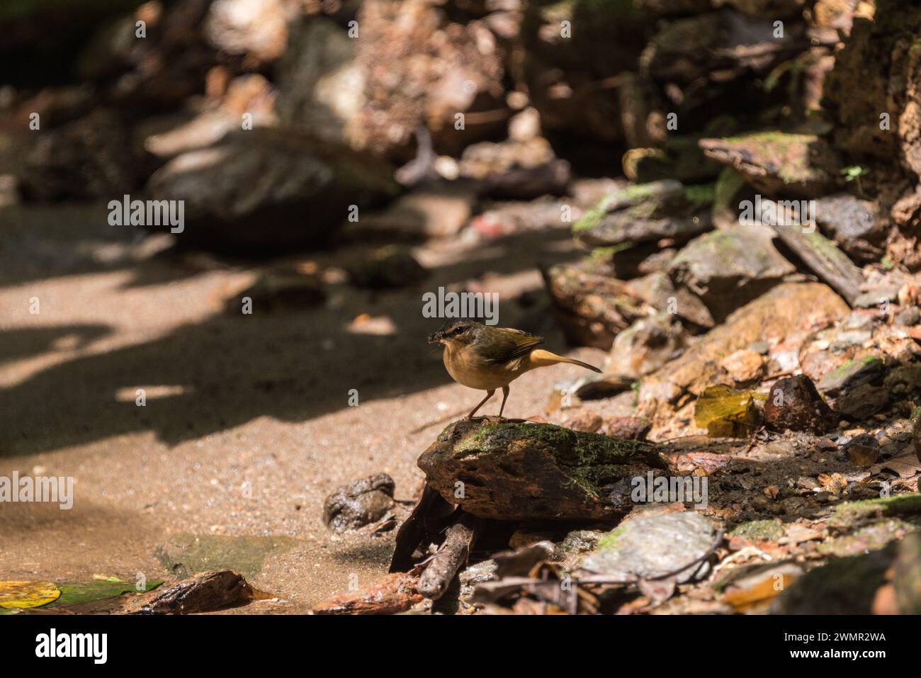 Foraging Buff-rumped Warbler (Myiothlypis fulvicauda) at Rio Claro ...