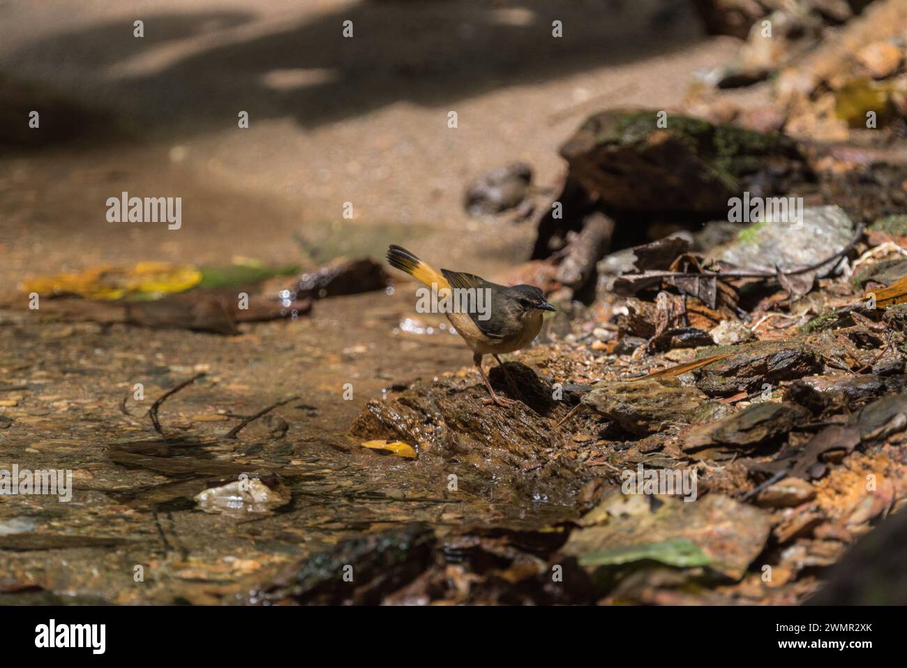 Foraging Buff-rumped Warbler (Myiothlypis fulvicauda) at Rio Claro ...
