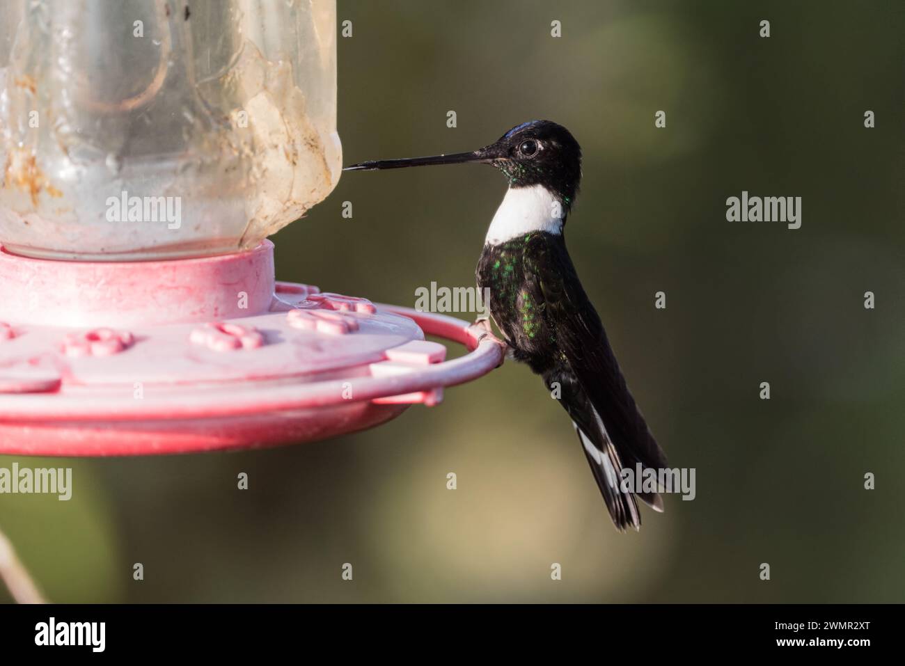 Perched Collared Inca (Coeligena torquata), a hummingbird in Colombia ...