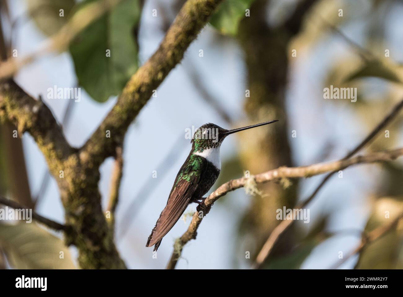 Perched Collared Inca (Coeligena torquata), a hummingbird in Colombia ...