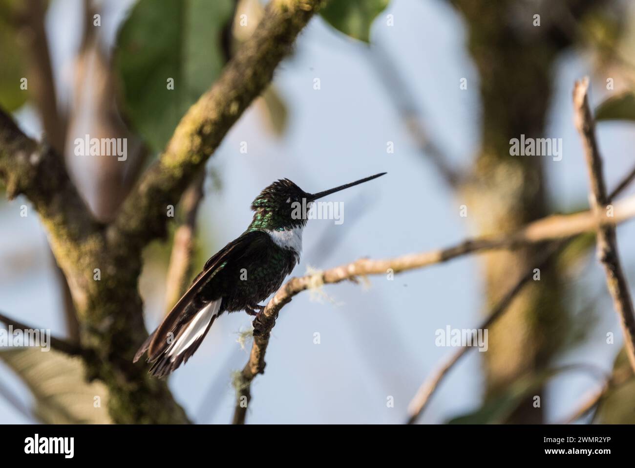 Perched Collared Inca (Coeligena torquata), a hummingbird in Colombia ...