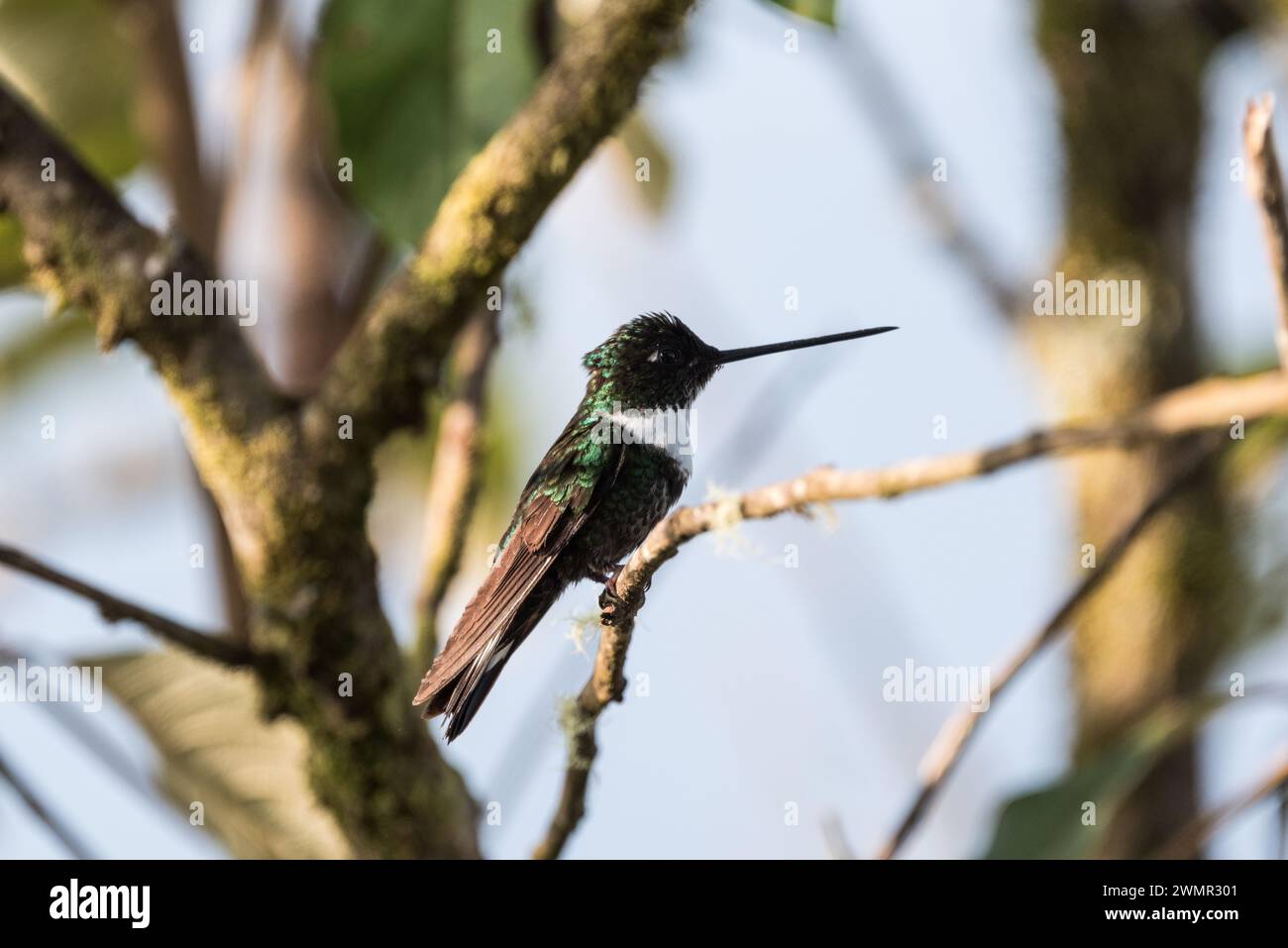 Perched Collared Inca (Coeligena torquata), a hummingbird in Colombia ...