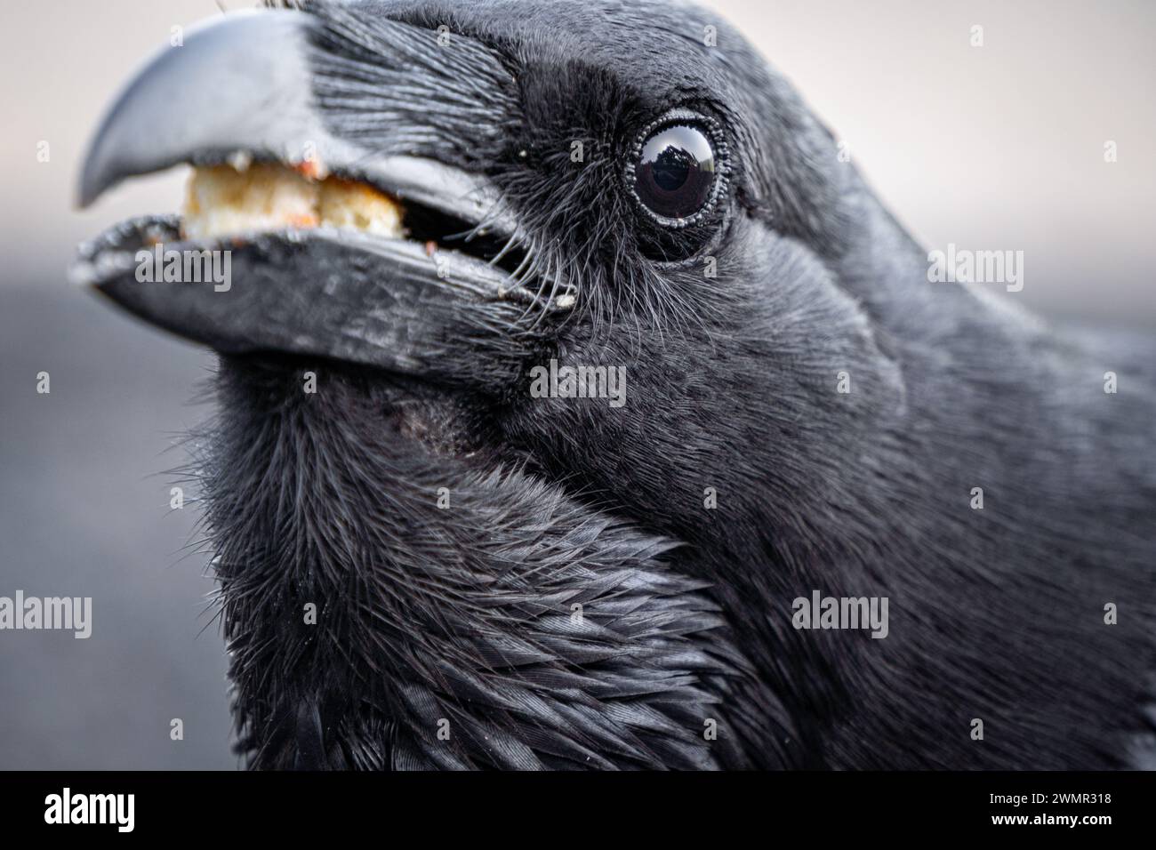 detail of the eye of a crow Stock Photo - Alamy