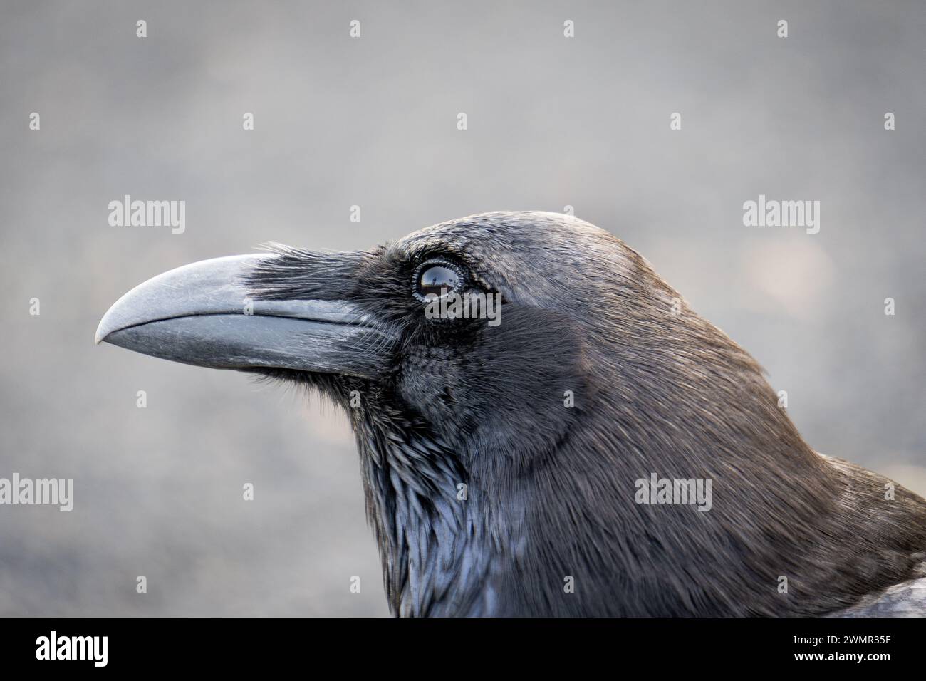 Close up crows head beak hi-res stock photography and images - Alamy