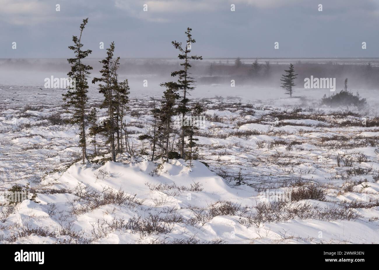 Boreal ecosystem hi-res stock photography and images - Alamy