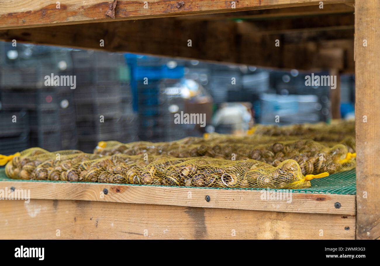 Growing escargot on a farm. Selective focus Stock Photo - Alamy