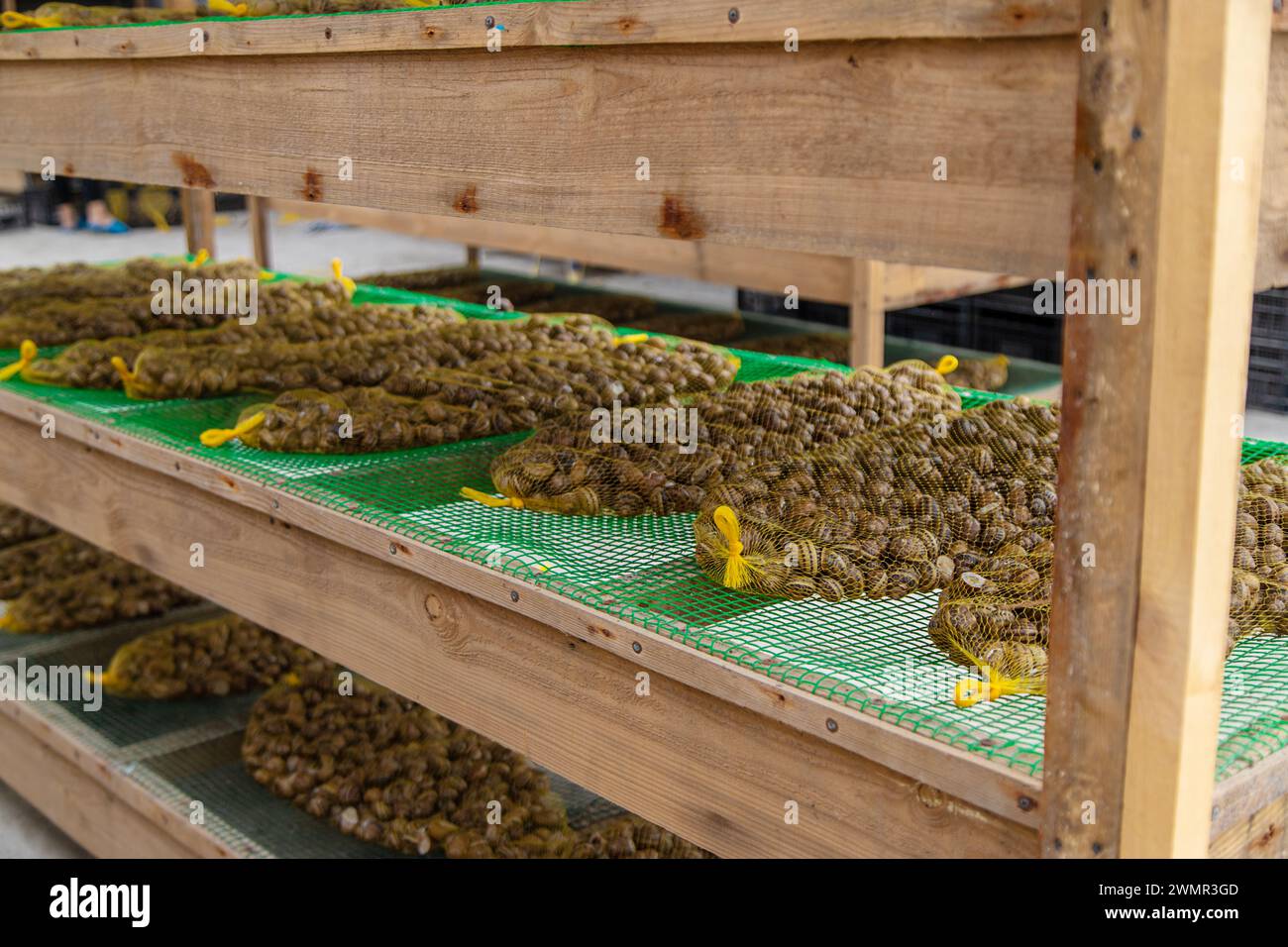 Growing escargot on a farm. Selective focus Stock Photo - Alamy