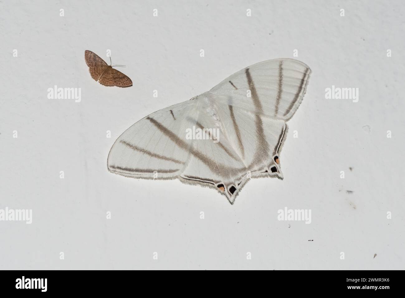 The large Saturnid moth, Therinia transversaria on a wall at the ...