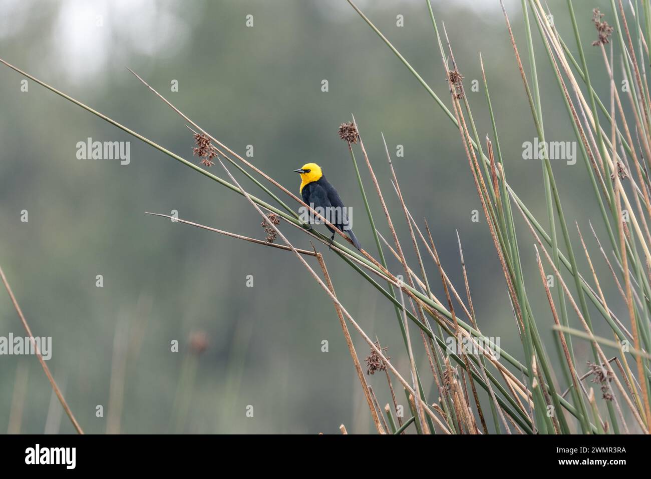 Sari baslikli karatavuk hi-res stock photography and images - Alamy