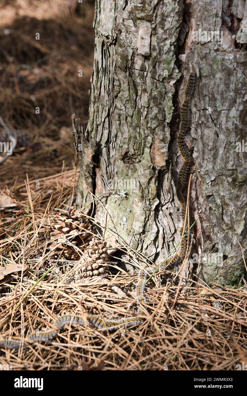 Processionary caterpillars crawling down a tree trunk Stock Photo - Alamy