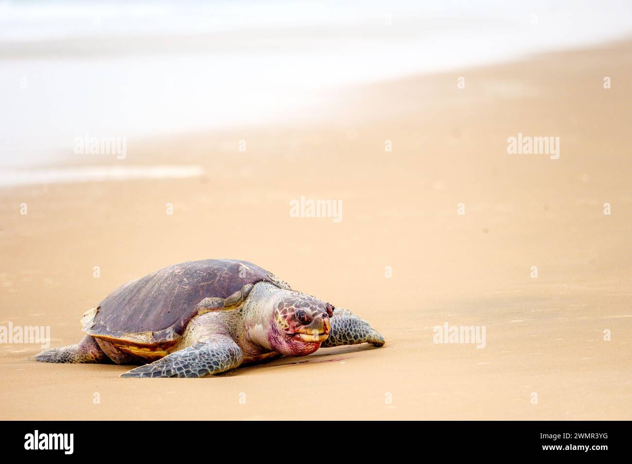 Dead Olive Ridley Turtles on a beach in Orissa / Odisha on the east ...