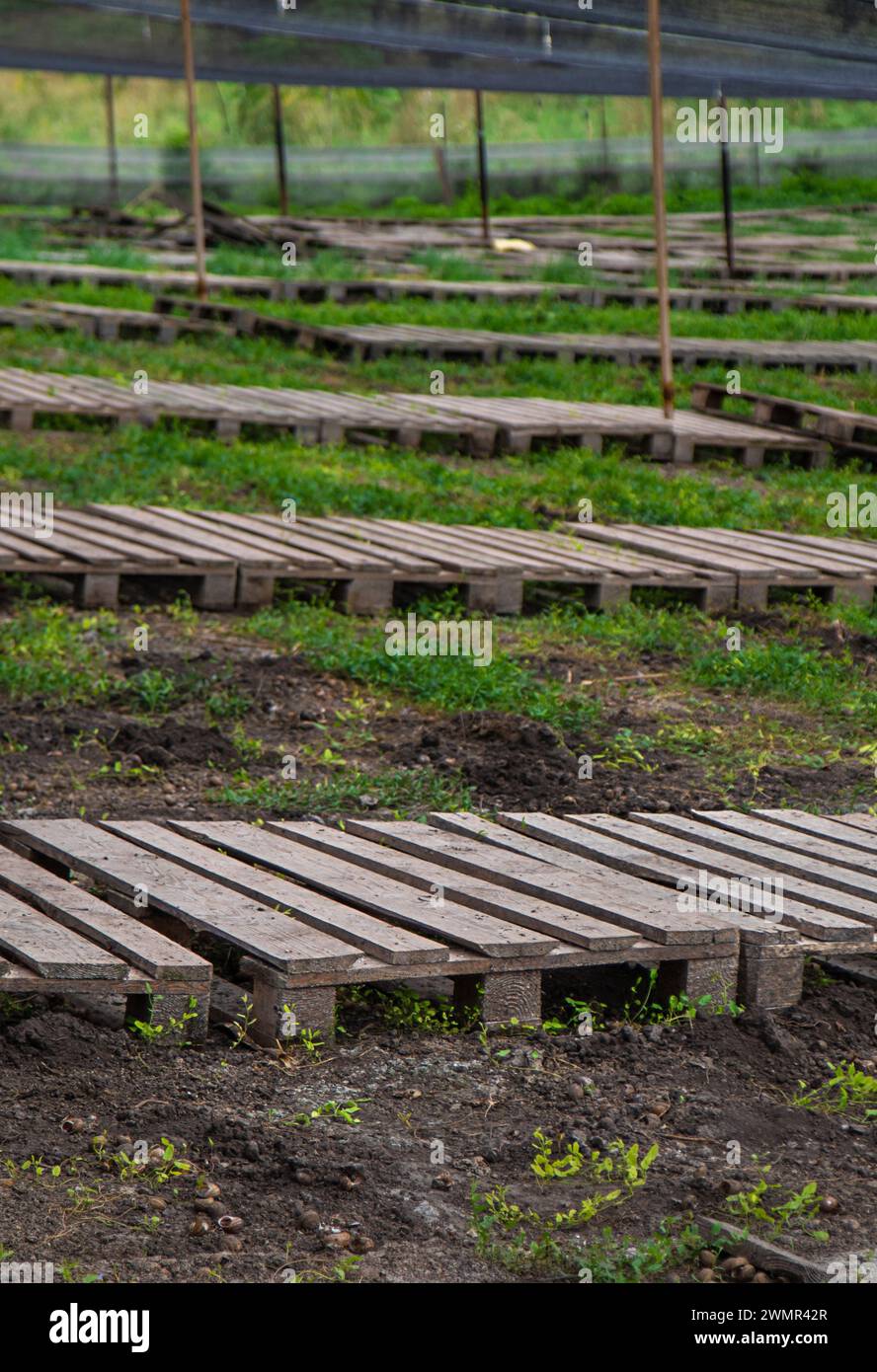 Growing escargot on a farm. Selective focus Stock Photo - Alamy