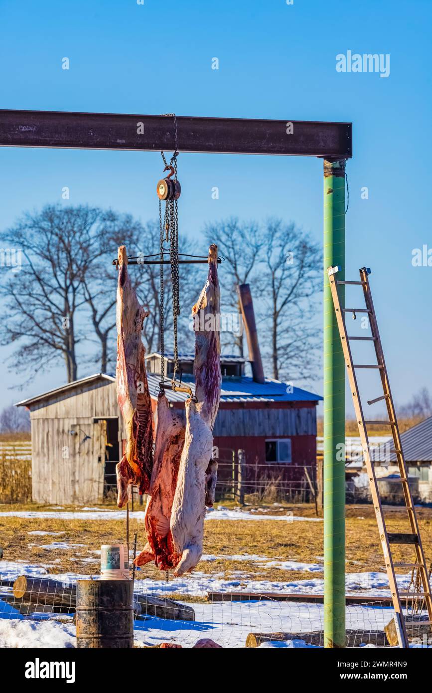 Cattle slaughter usa hi-res stock photography and images - Alamy
