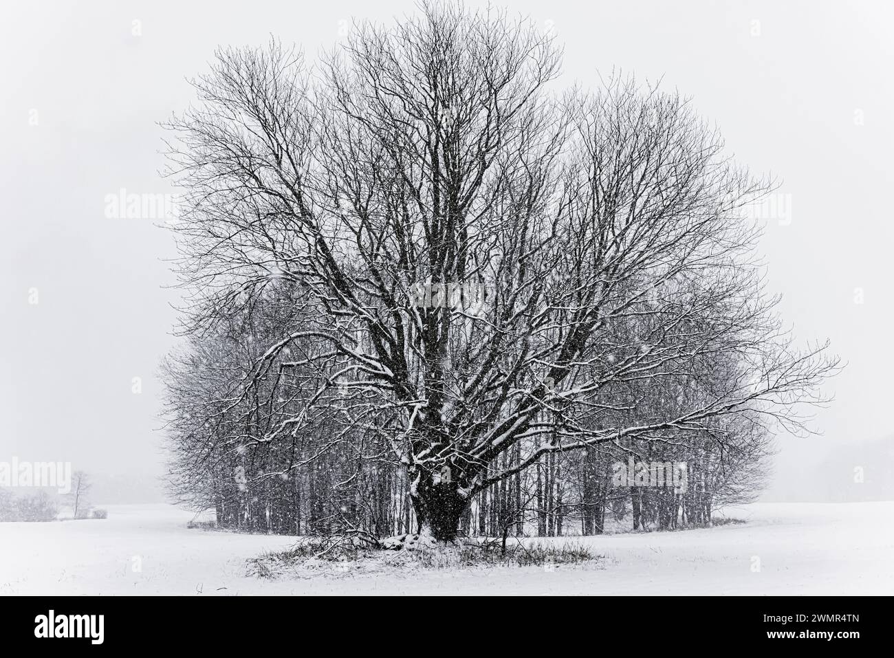 Maple tree in heavily falling snow, Mecosta County, Michigan, USA Stock ...