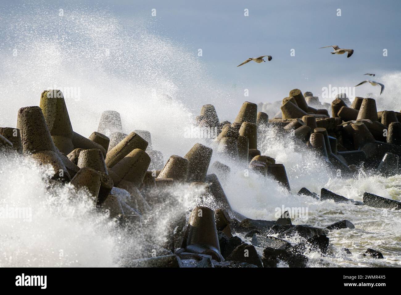 Hurricane scene, a seagull flies over waves and splashes during a ...