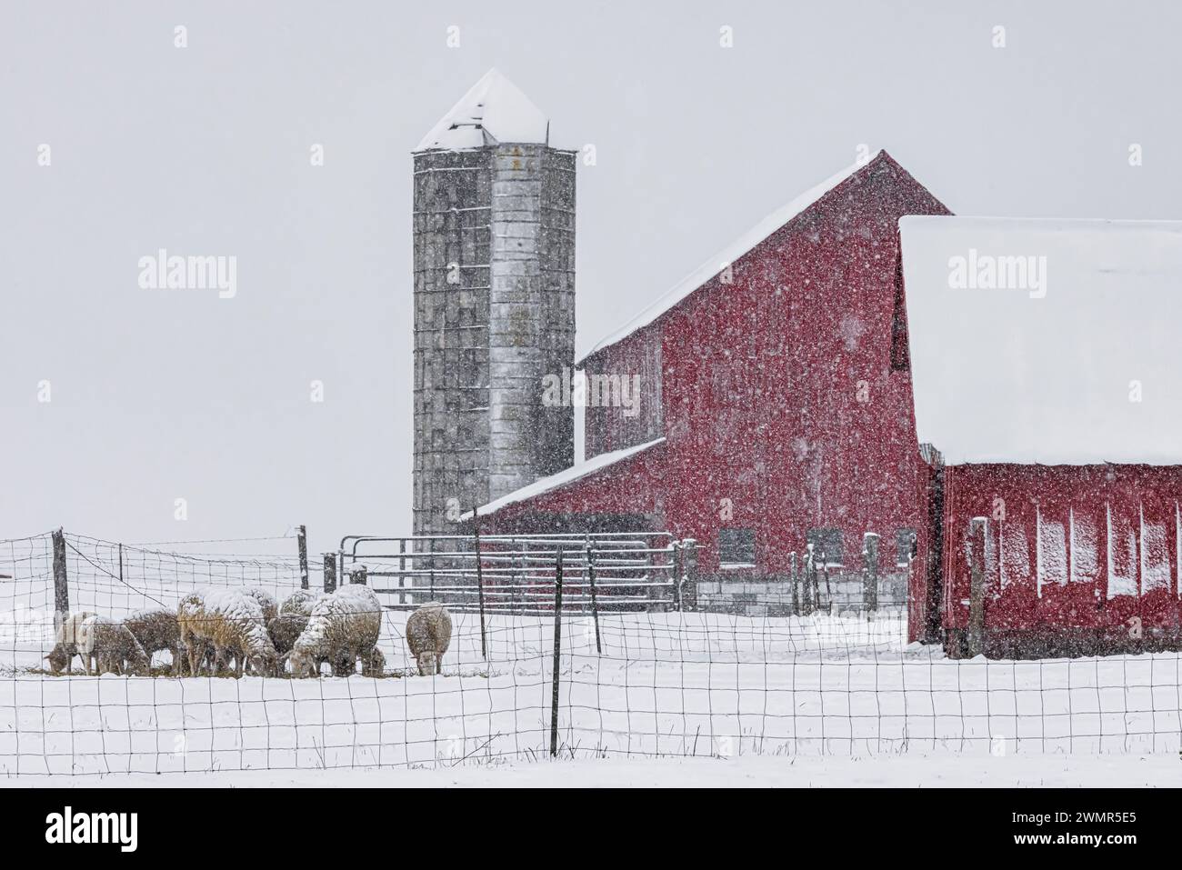 Amish sheep with a red barn Mecosta County, Michigan, USA [No property ...