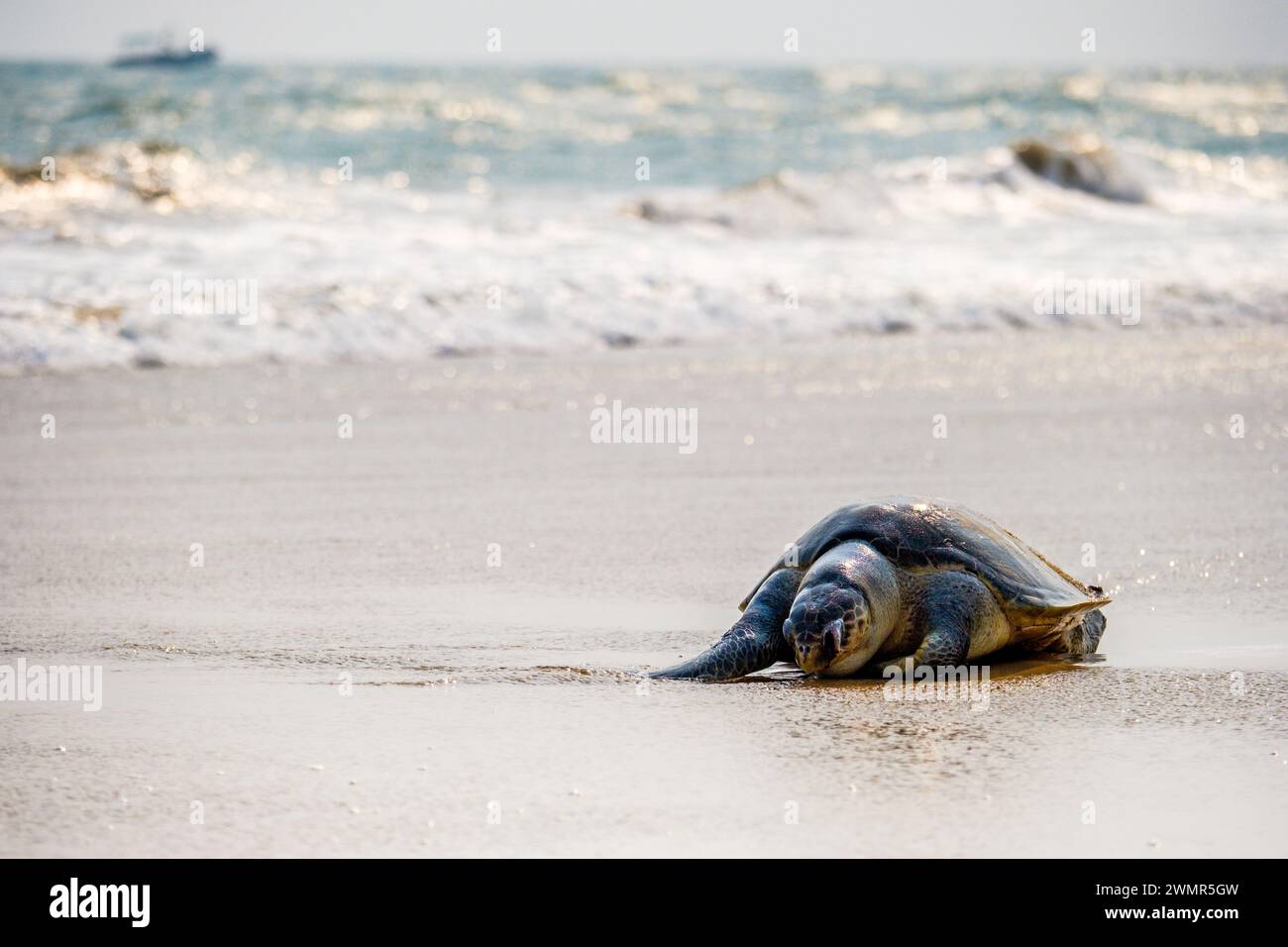 Olive ridley turtles orissa hi-res stock photography and images - Alamy