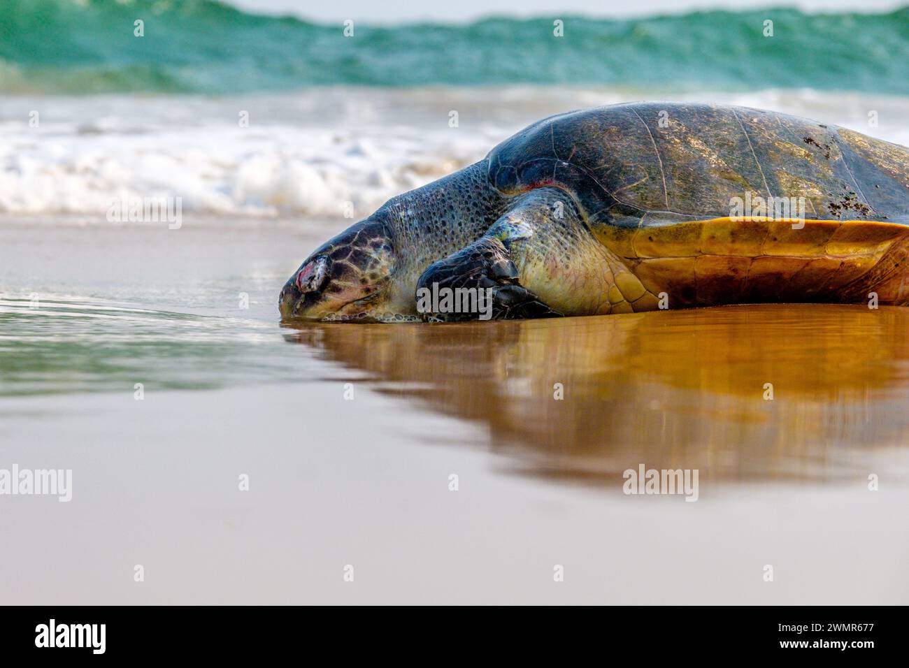 Olive ridley turtles orissa hi-res stock photography and images - Alamy