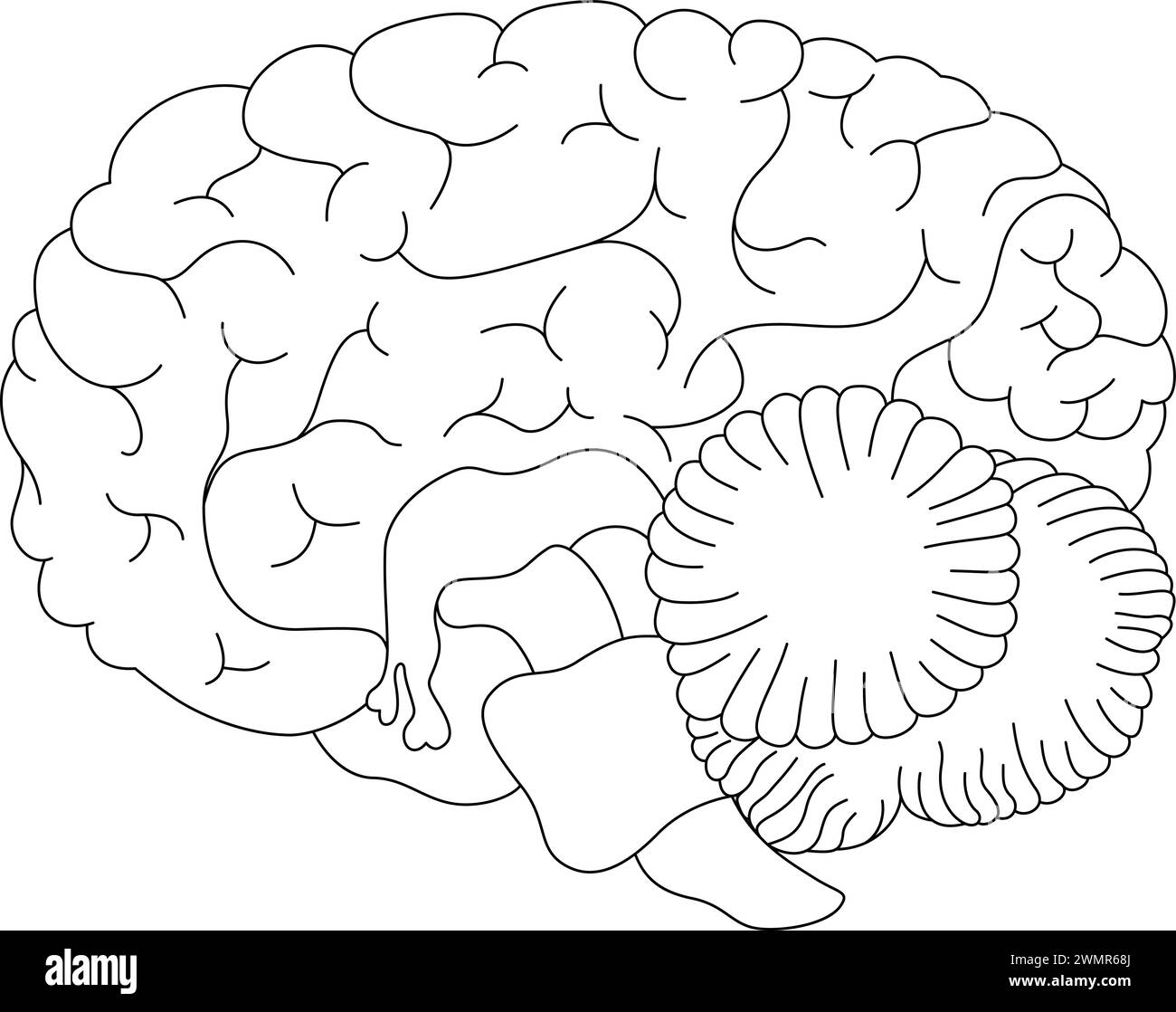 Human brain. The structure of the brain. Line drawing of the brain ... Human brain. The structure of the brain. Line drawing of the brain ...