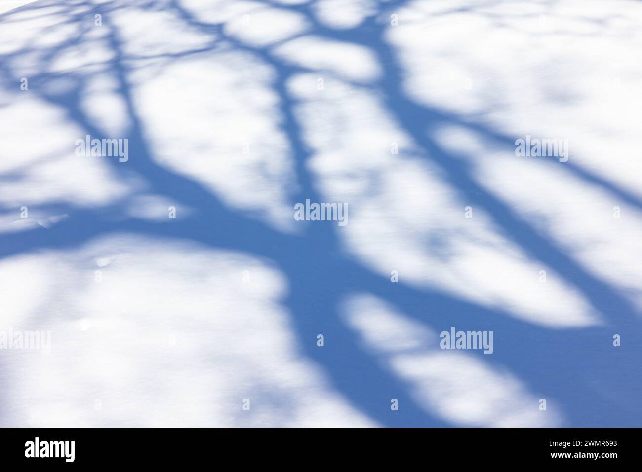 Oak tree shadows hi-res stock photography and images - Alamy