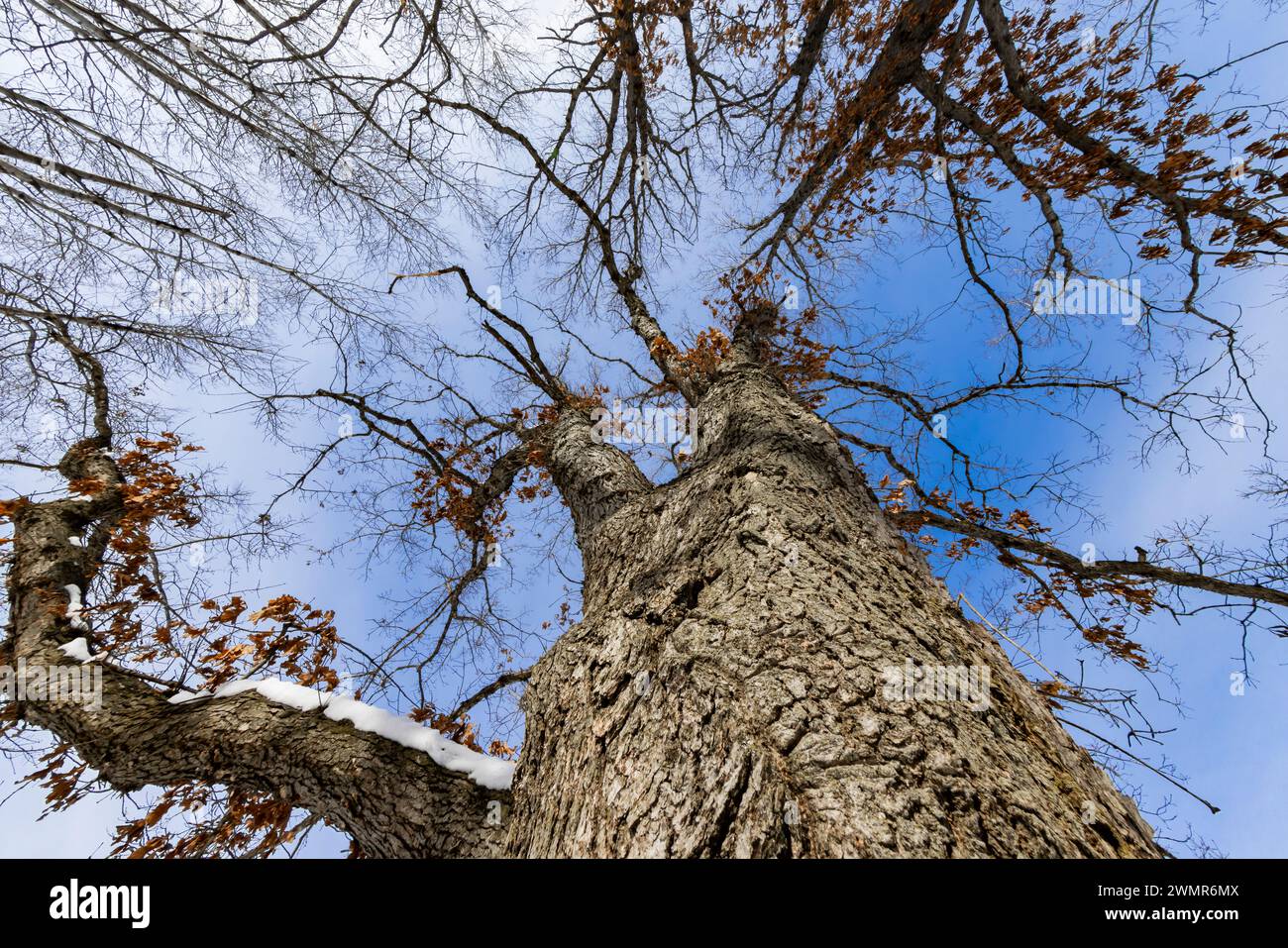 White Oak tree in winter in Mecosta County, Michigan, USA Stock Photo ...