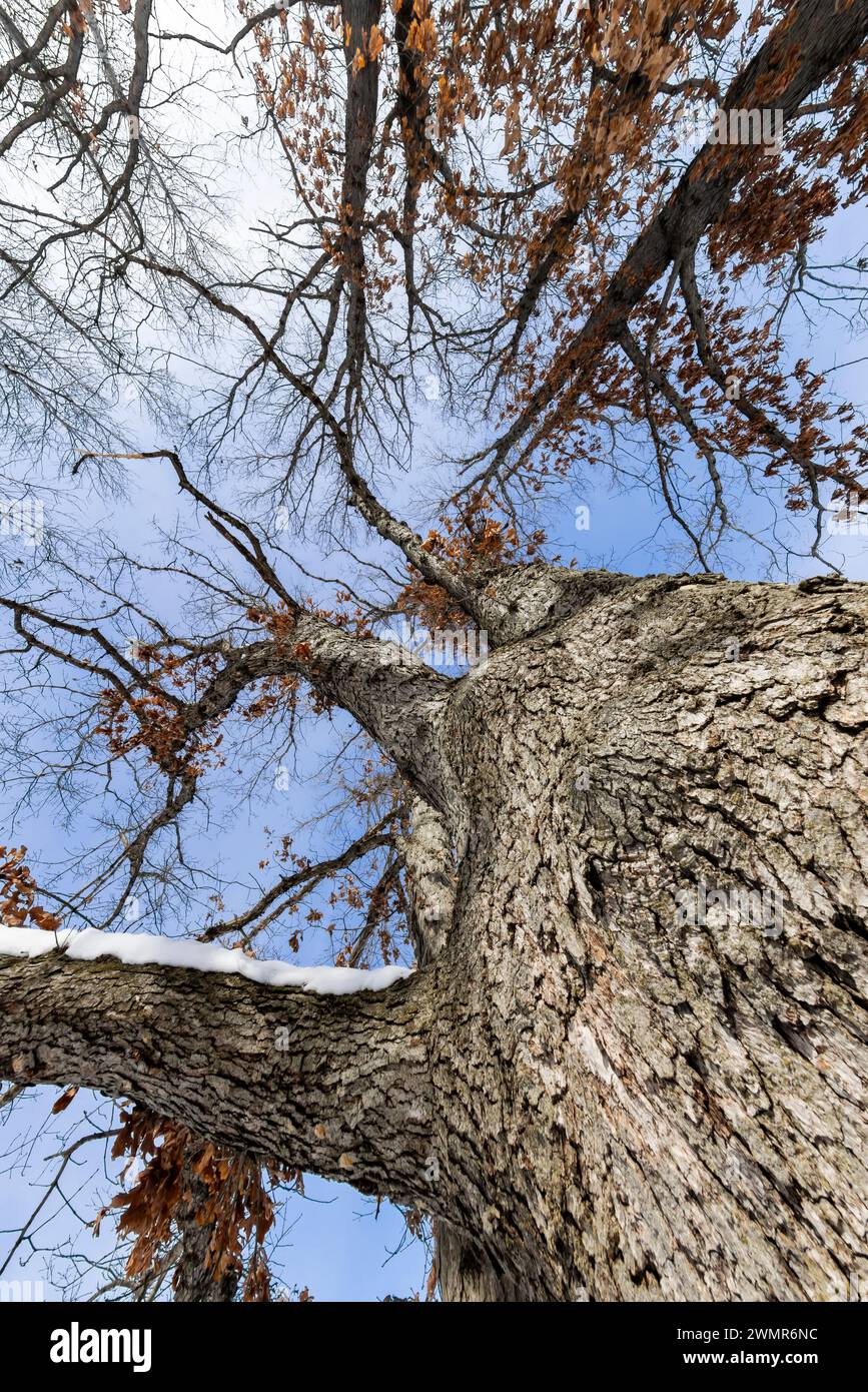 White Oak tree in winter in Mecosta County, Michigan, USA Stock Photo ...