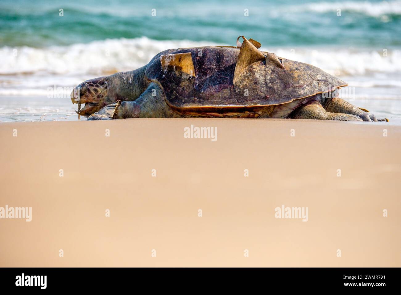 Dead Olive Ridley Turtles on a beach in Orissa / Odisha on the east ...