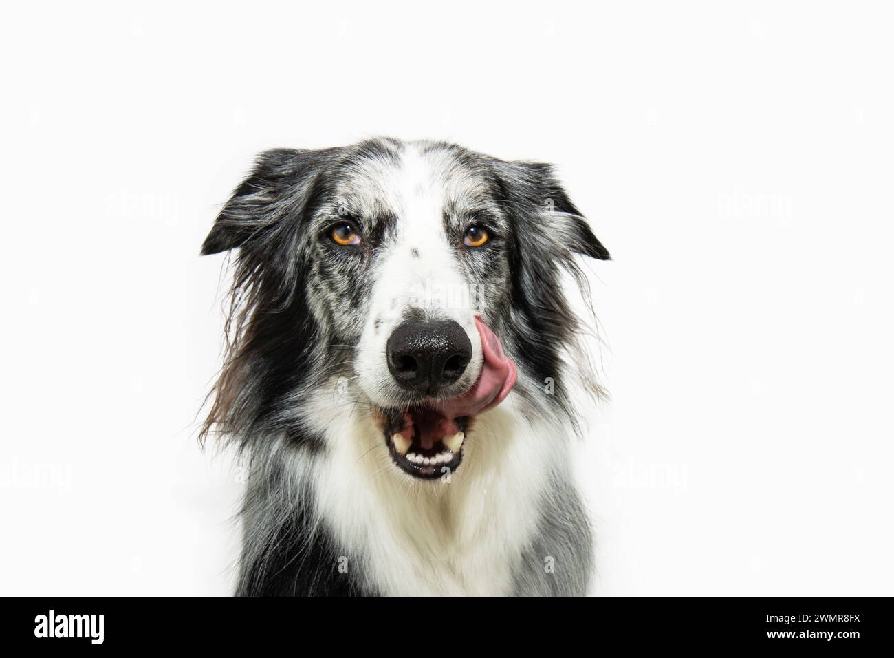 Hungry border collie dog eating and licking its lips with tongue ...