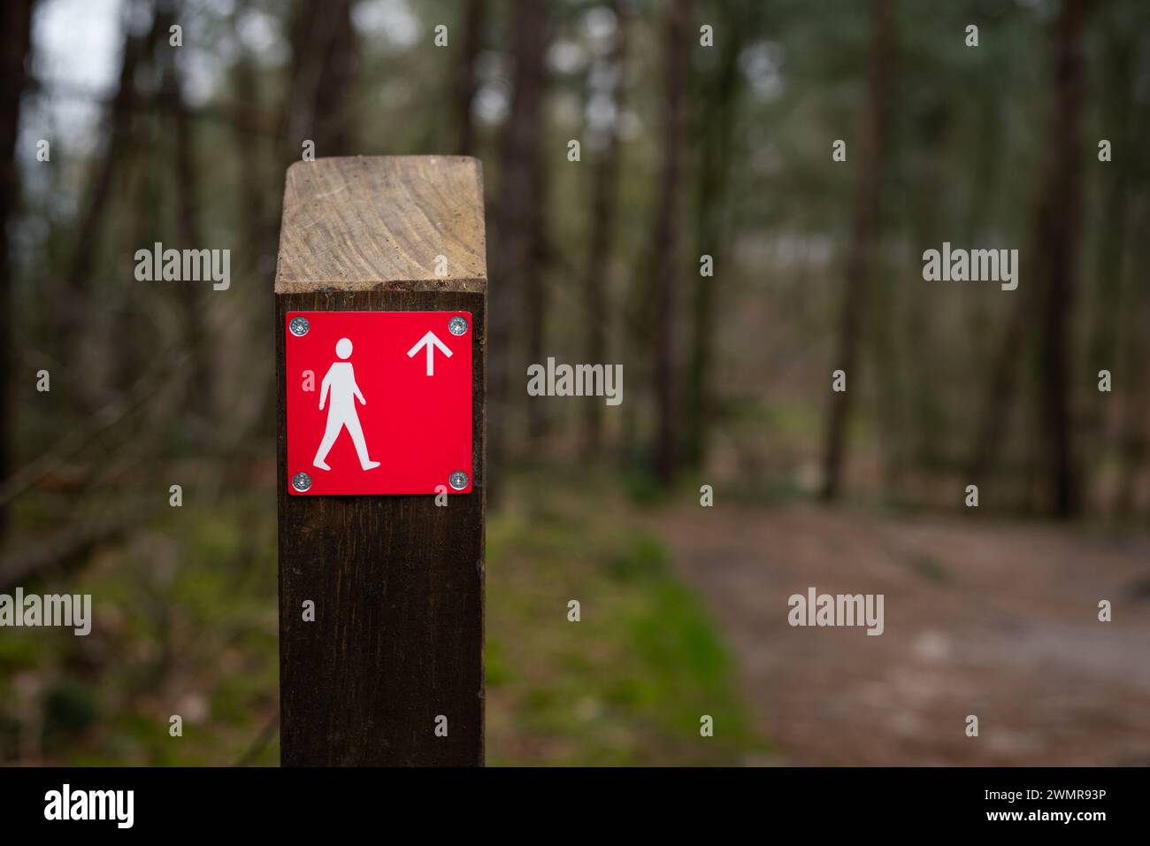 Wooden trail sign in a forest Stock Photo - Alamy