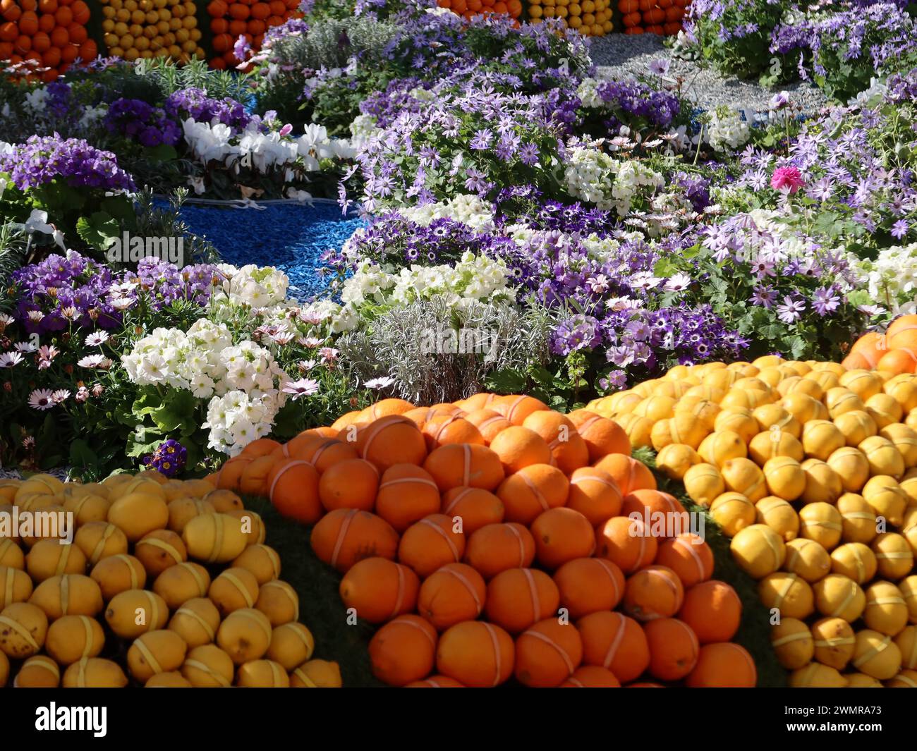Mountains of oranges & lemons feature amongst the flower displays in ...