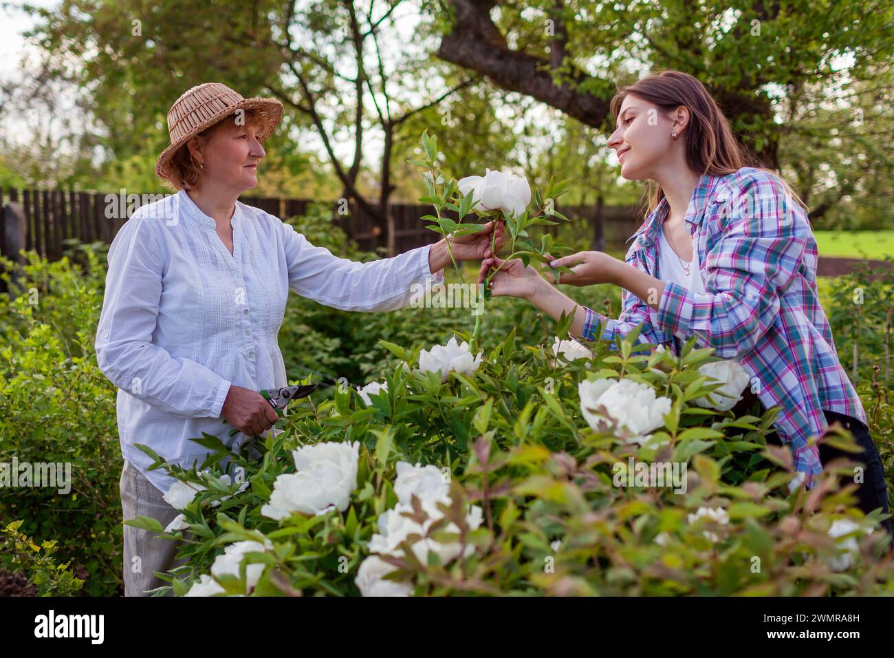 Senior woman and her adult daughter pick tree peonies flowers cutting ...