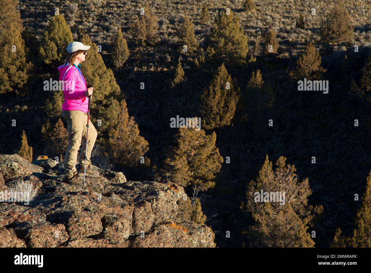 Western juniper (Juniperus occidentalis) forest view, Gerry Mountain ...