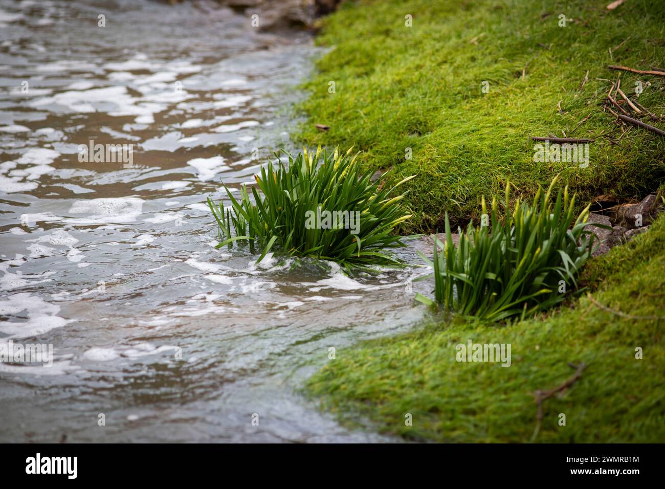 West Yorkshire, UK.27th Feb, 2024. Flood water and high river levels ...
