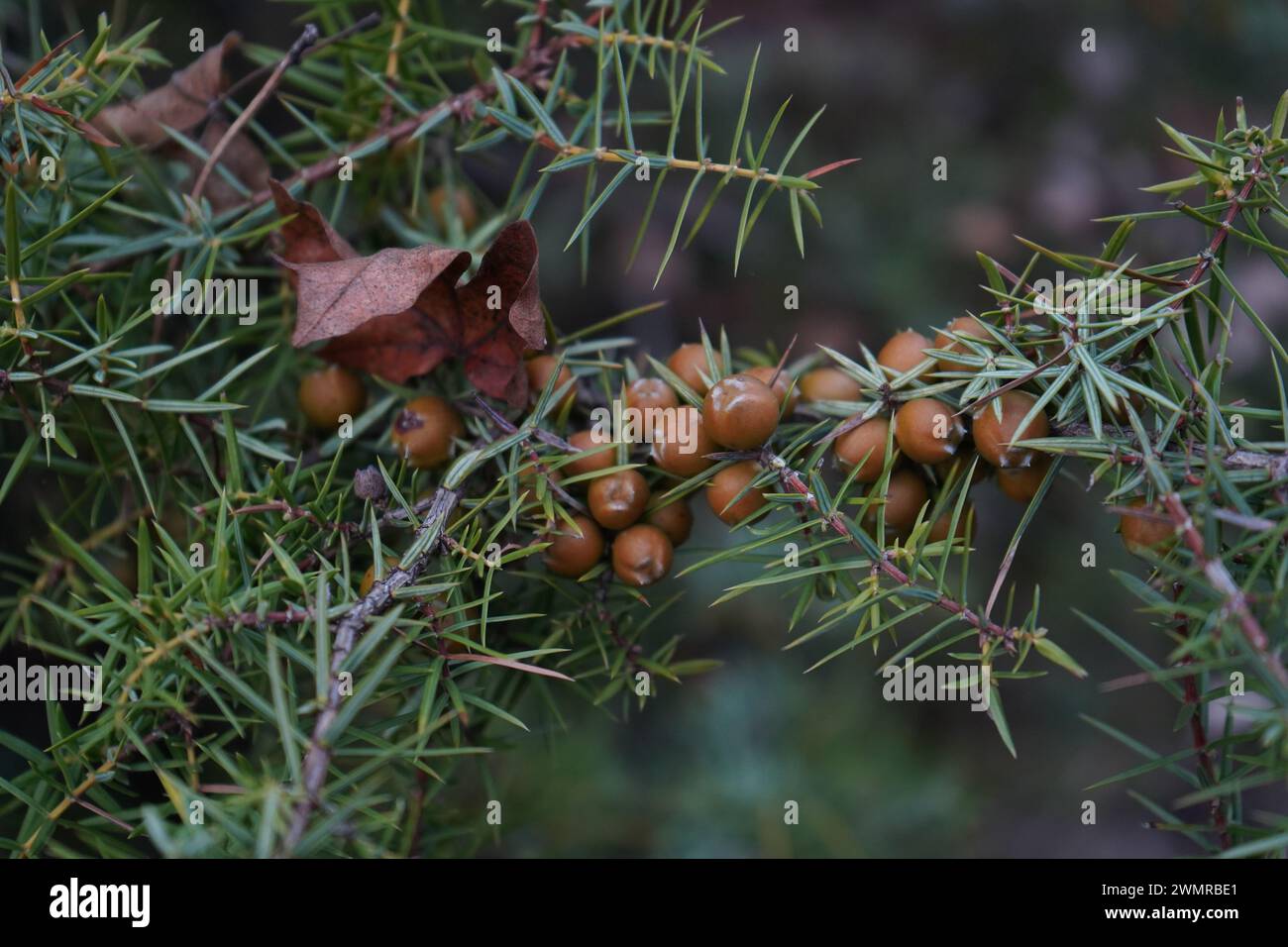 Juniper, Cade, Cade juniper, prickly juniper, prickly cedar, or sharp ...