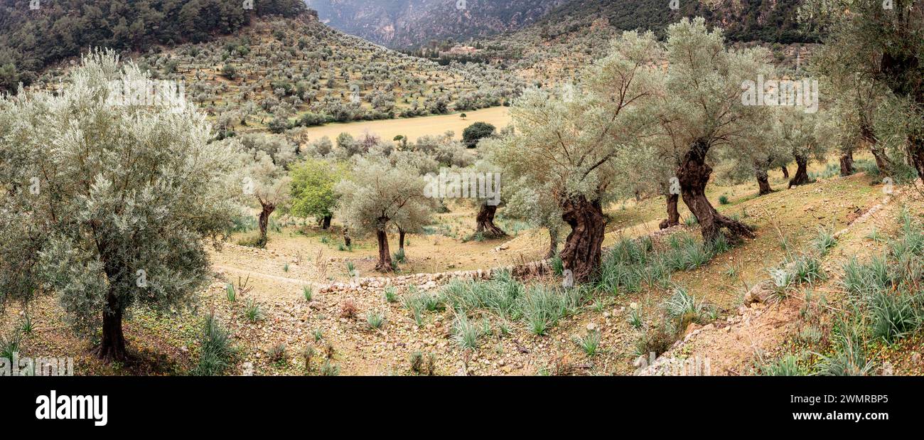 Panoramic View of Ancient Olive Trees in a Misty Mediterranean Grove ...
