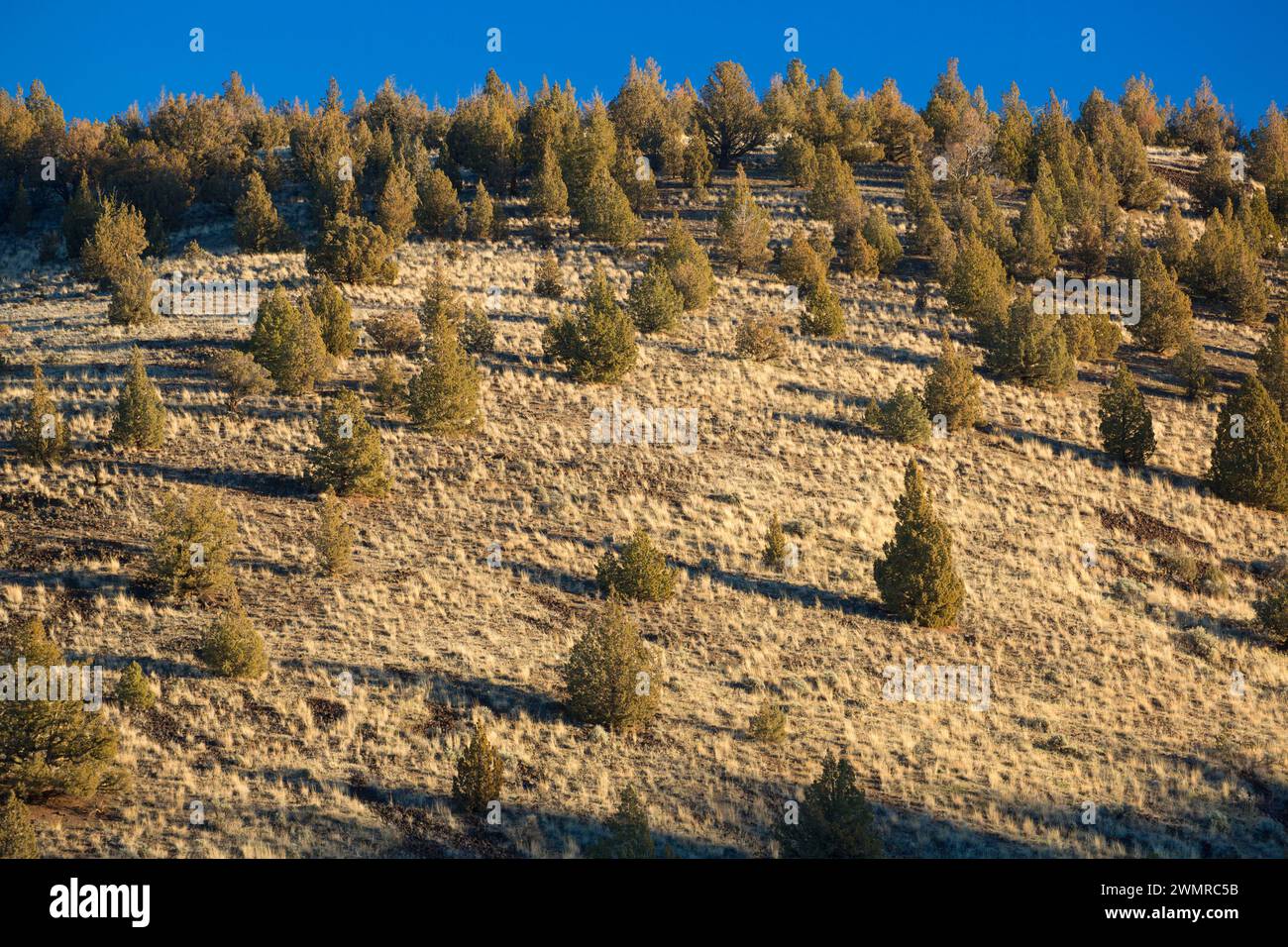 Western juniper (Juniperus occidentalis) forest from Chimney Rock Trail ...