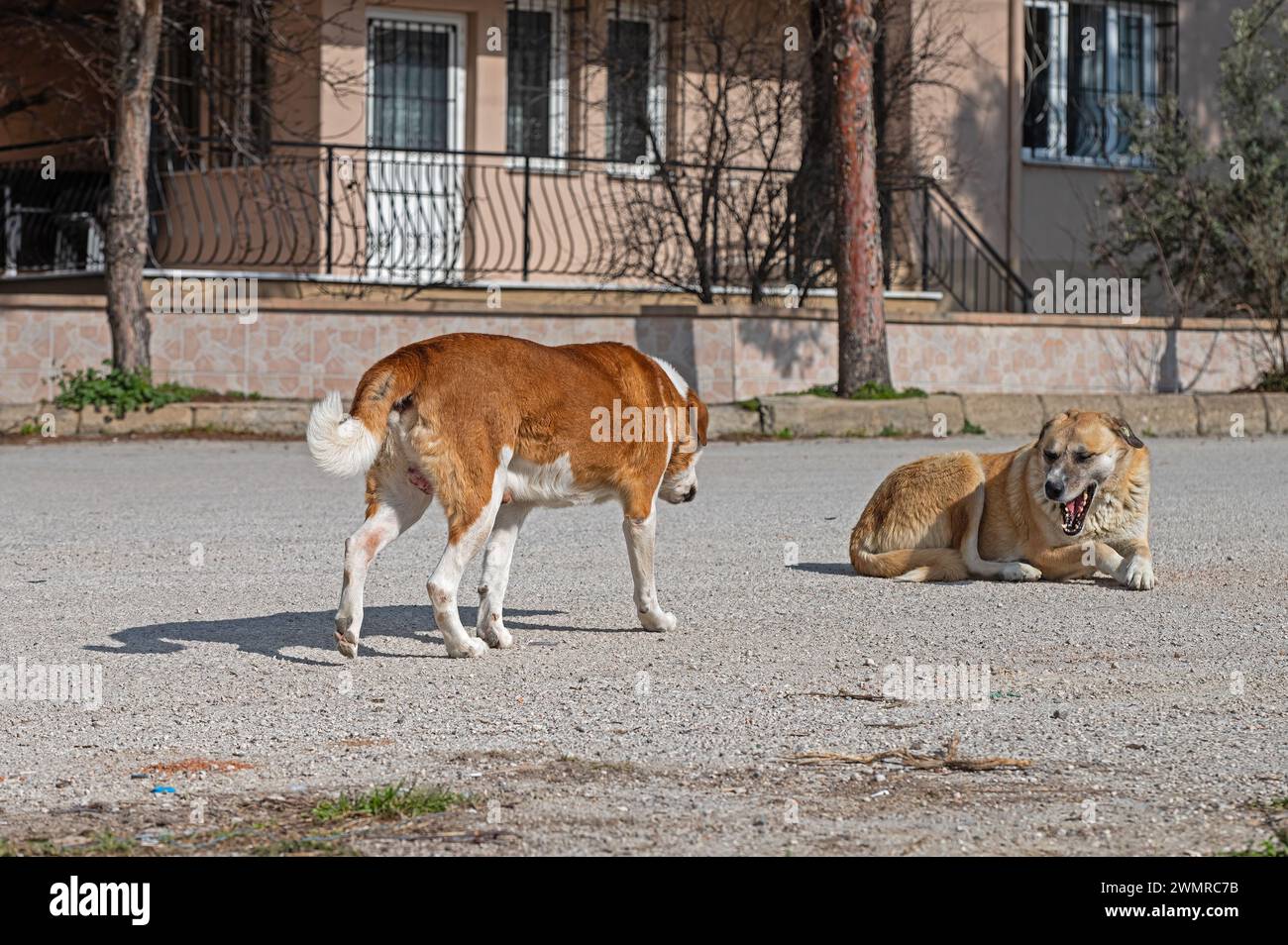 Two dogs sit down hi-res stock photography and images - Alamy