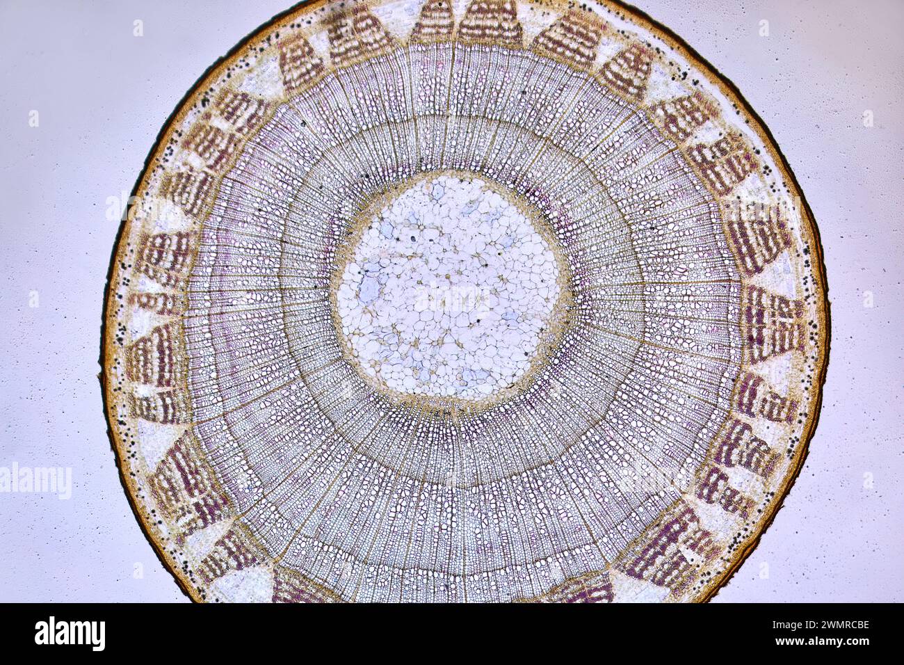 amazing inhabitants of the microworld under a microscope Stock Photo ...