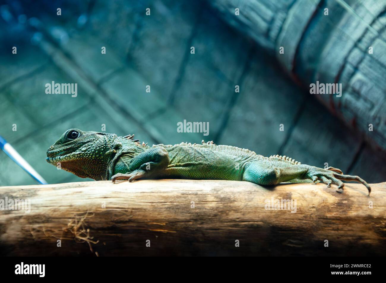 Left rear view of green iguana on a stone Stock Photo - Alamy