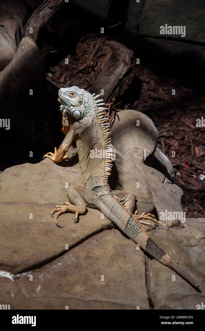 Left rear view of green iguana on a stone Stock Photo - Alamy
