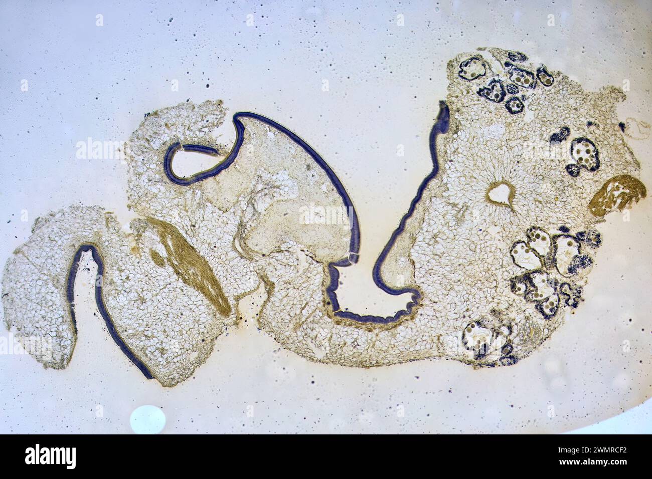 amazing inhabitants of the microworld under a microscope Stock Photo ...