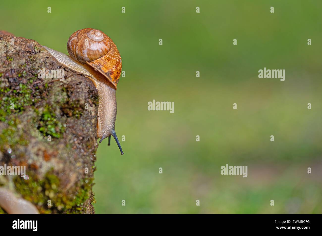 Snail moving on mossy stone, green background Stock Photo - Alamy