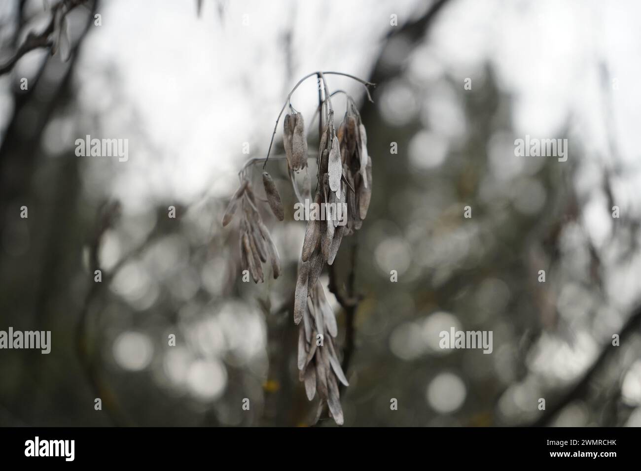 Ash tree fraxinus excelsior seeds hi-res stock photography and images ...