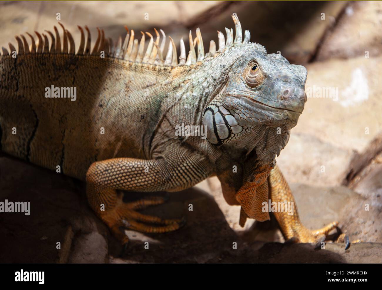 Iguana in the zoo hi-res stock photography and images - Alamy
