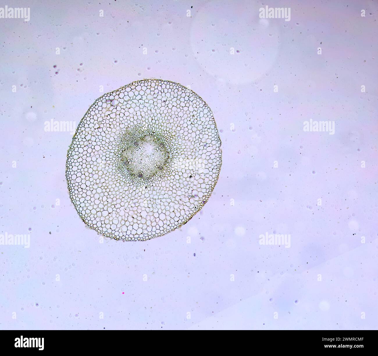 amazing inhabitants of the microworld under a microscope Stock Photo ...