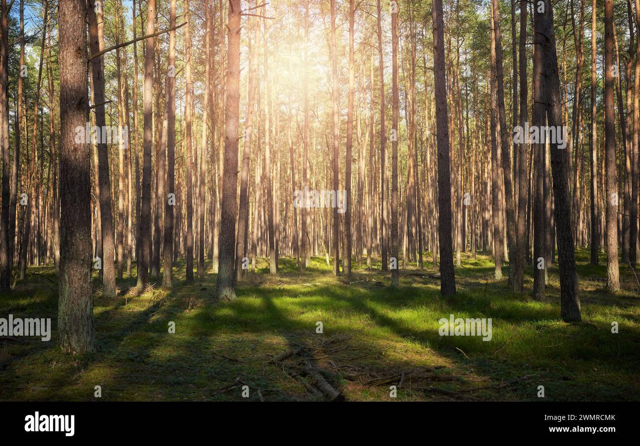 Sun setting through forest trees hi-res stock photography and images ...