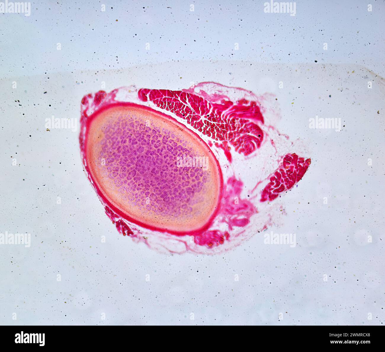 amazing inhabitants of the microworld under a microscope Stock Photo ...