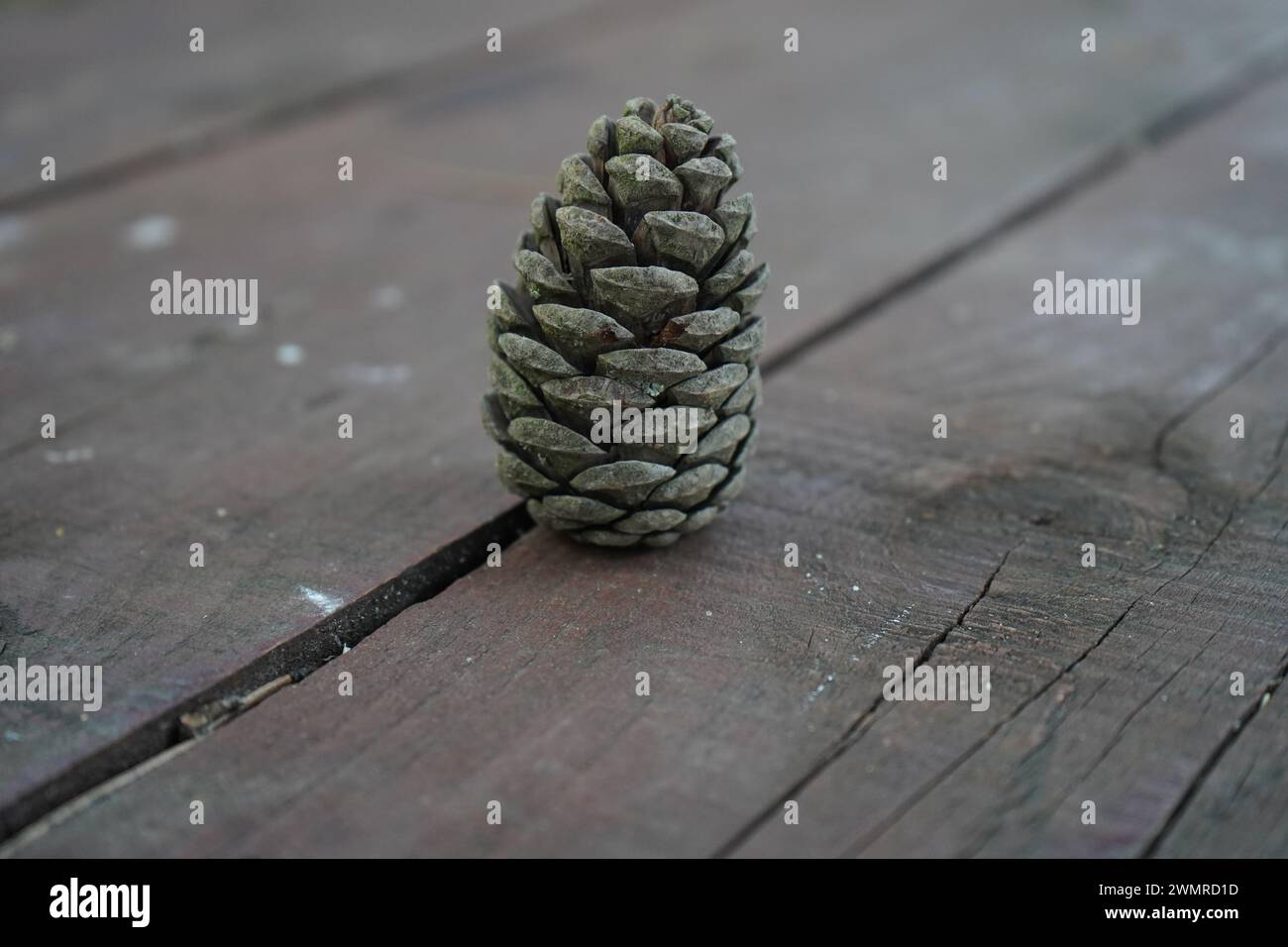 The pond pine, black bark pine, bay pine, marsh pine, or pocosin pine ...