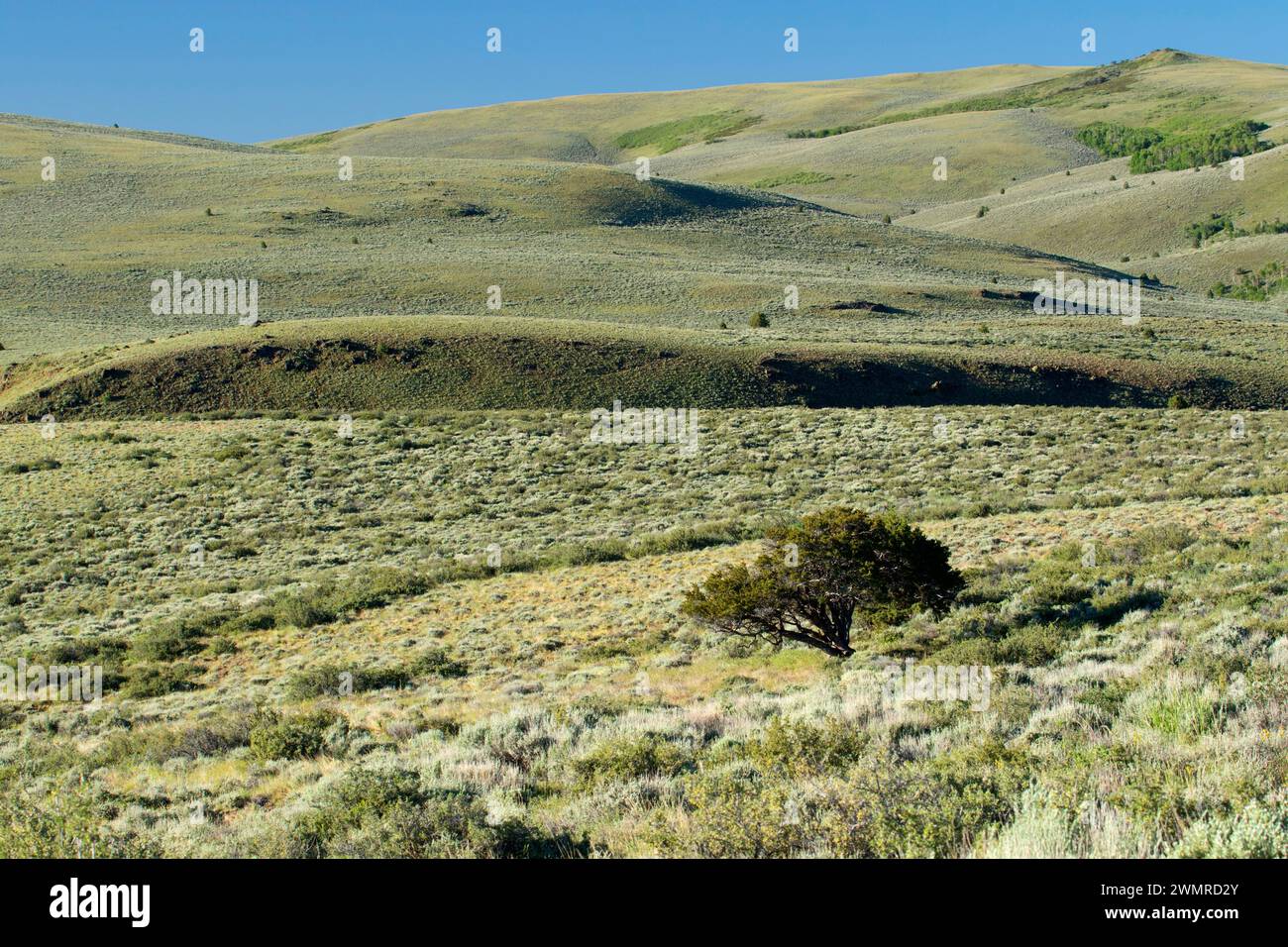 Mountain mahogony along Barnhardy Road, Hart Mountain National Antelope ...